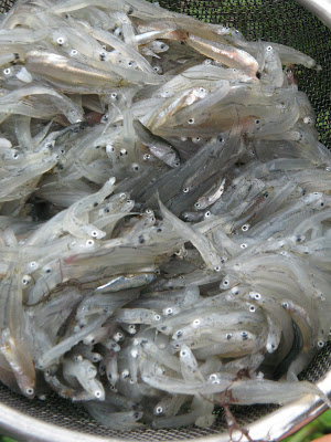 bucaio: Isdang Cavite