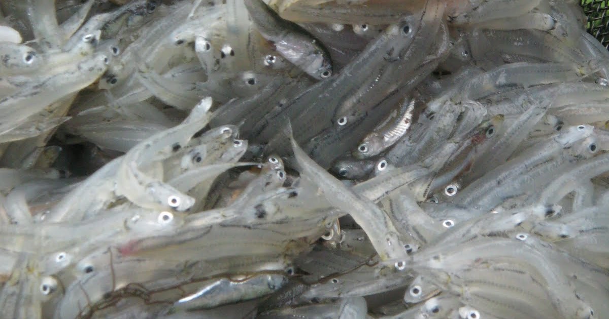 bucaio: Isdang Cavite