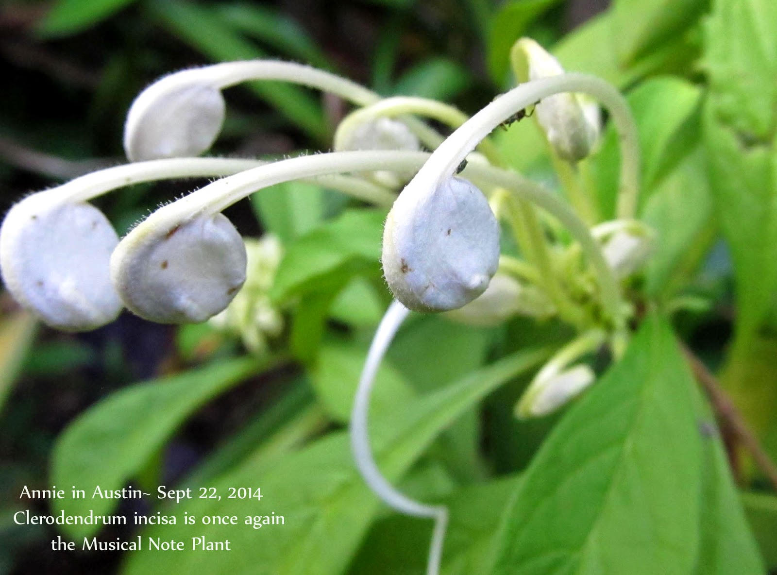 The Transplantable Rose: Clerodendrum incisa - the Musical Notes Plant