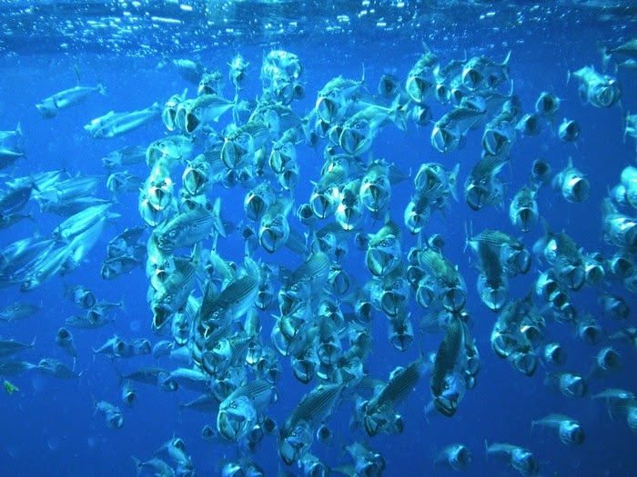 ¿Qué es el plancton? - Aficionado news