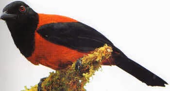 Baú do Luizinho: Pitohui: 1º pássaro venenoso descoberto pela ciência