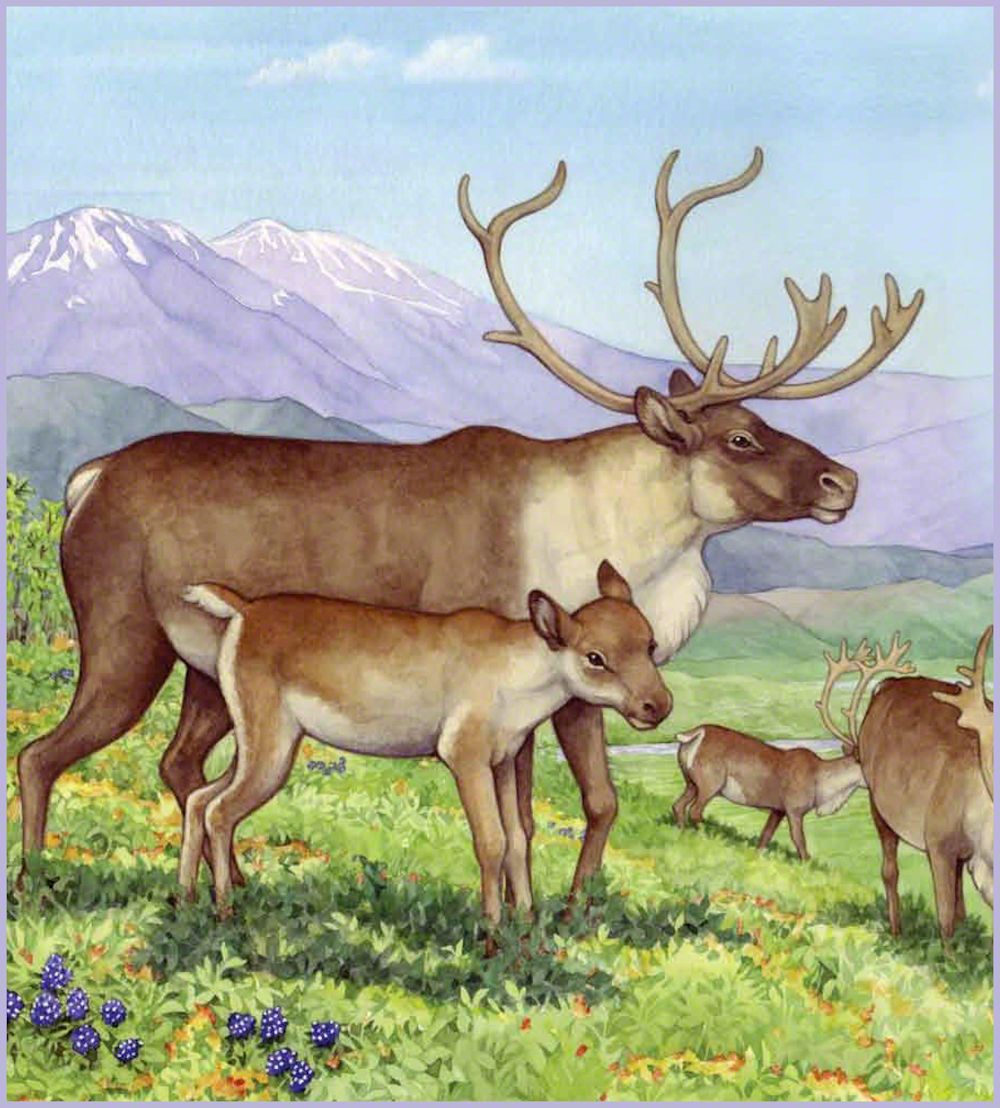 Animals On the Move: Caribou (Reindeer) On the Move!