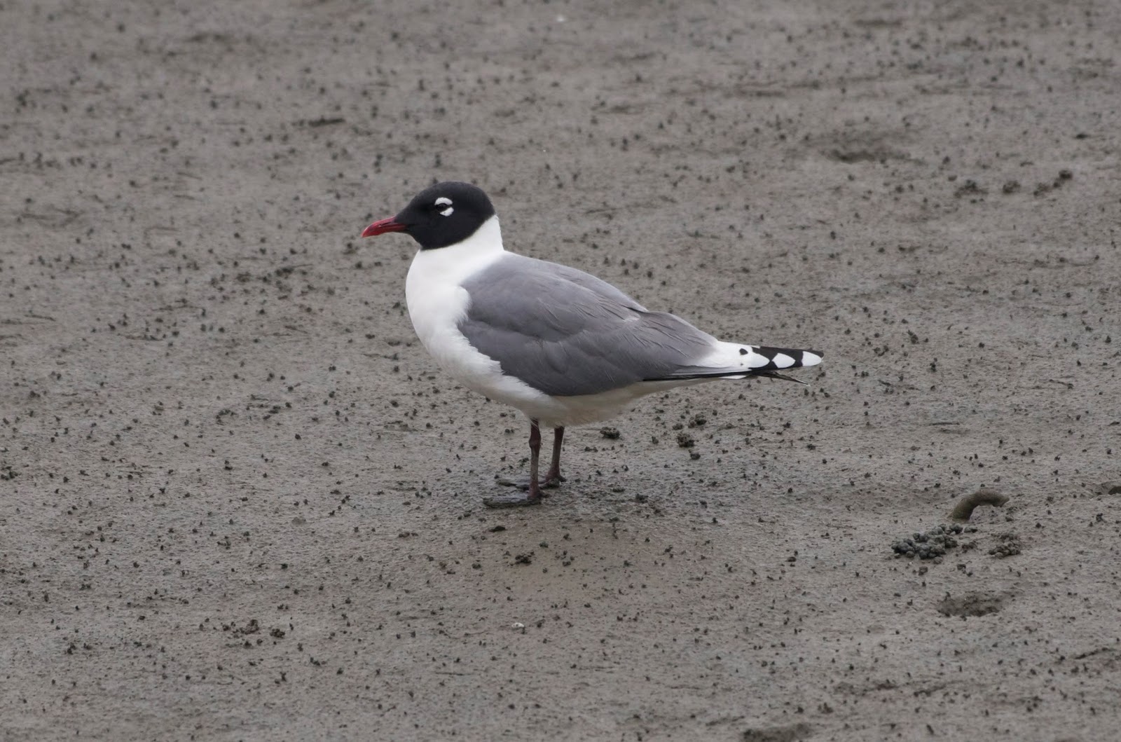 Jan Axel's Blog: Stragglers and confusing