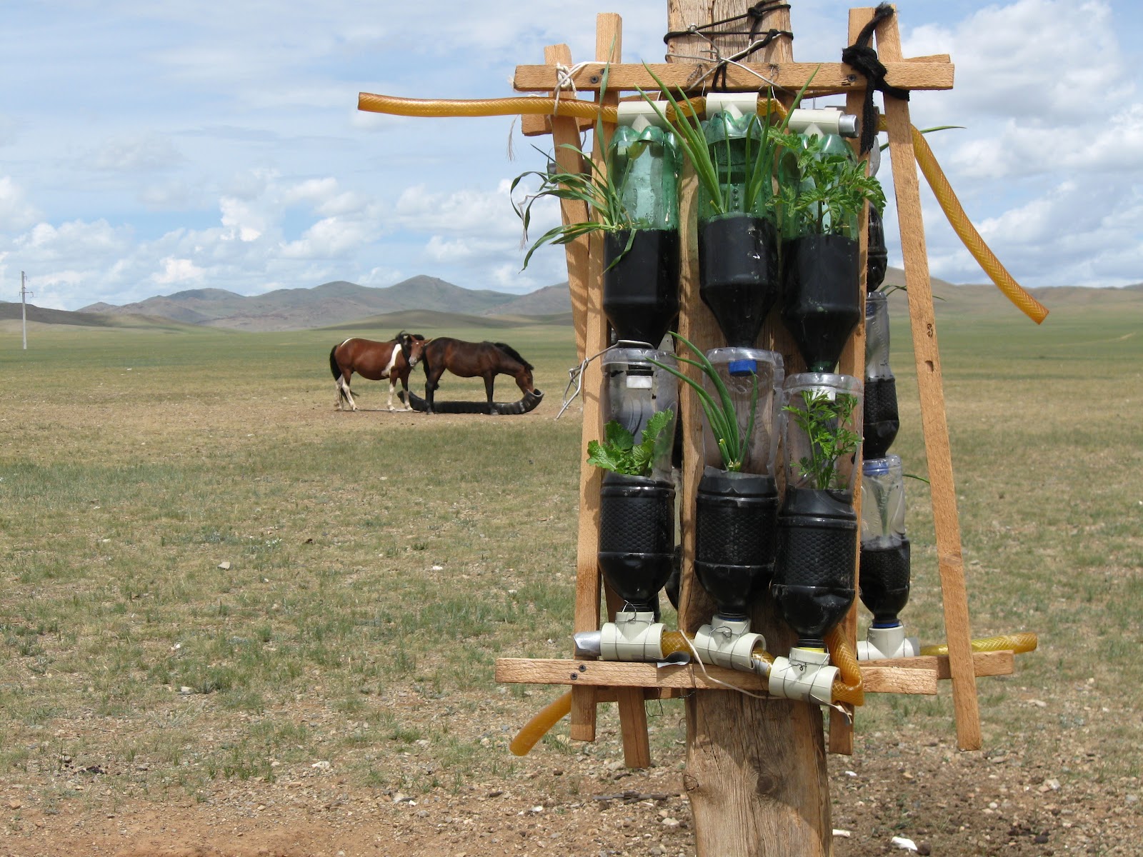 Nomadic Gardens: The bountiful harvests of Uvurkhangai