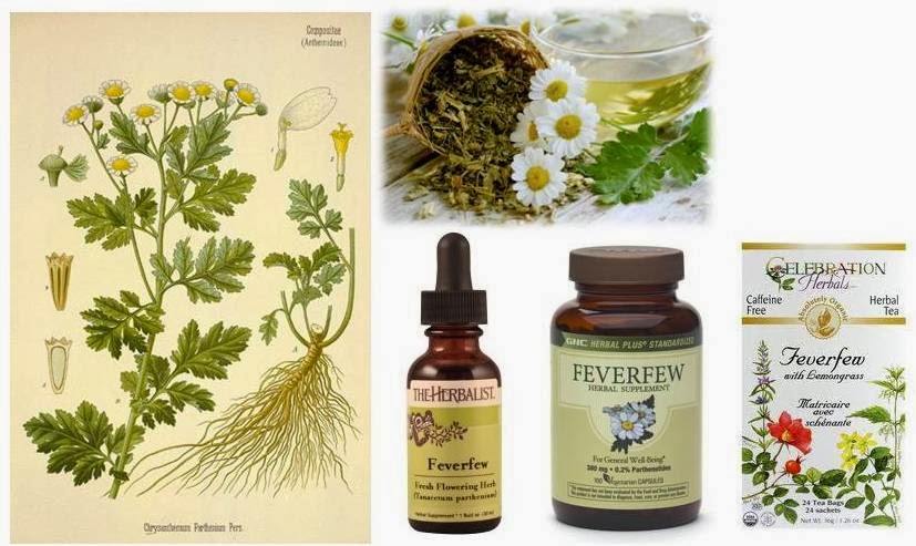 Ottawa Valley Dog Whisperer : Feverfew - Herbs for Dogs and Cats