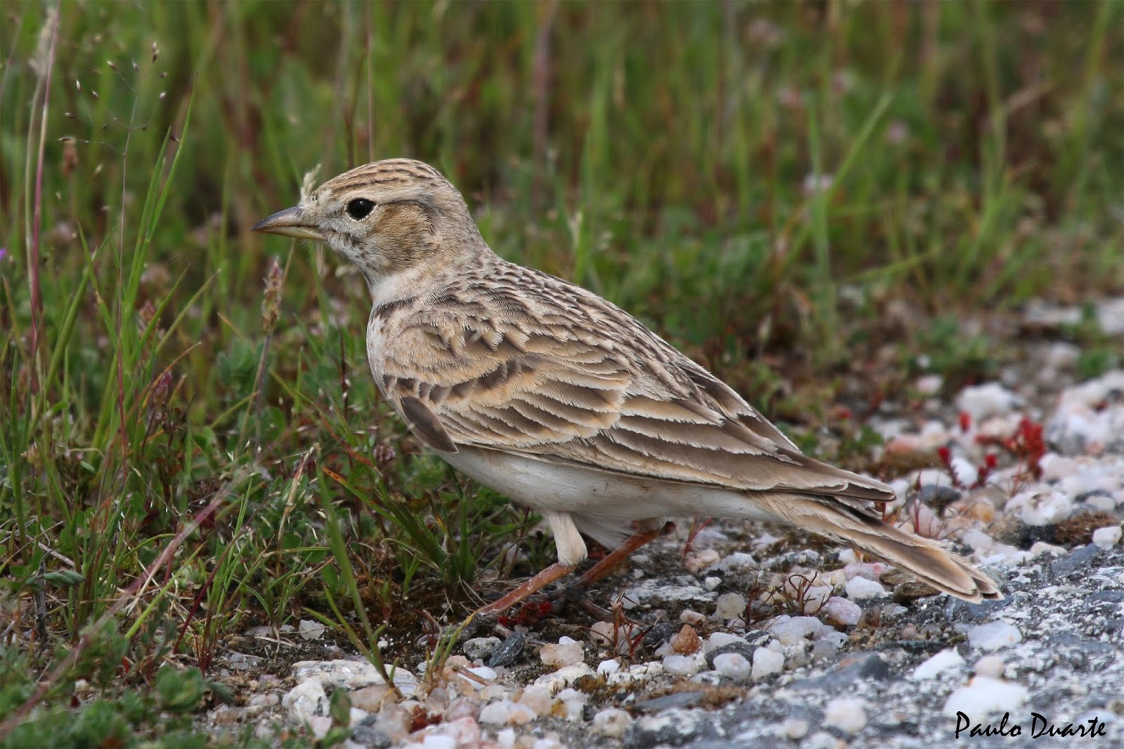 A arte de debicar: Uma Calhandra muito delicada!...