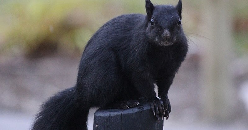 Proof Positive: Rare Black Squirrel Sighted