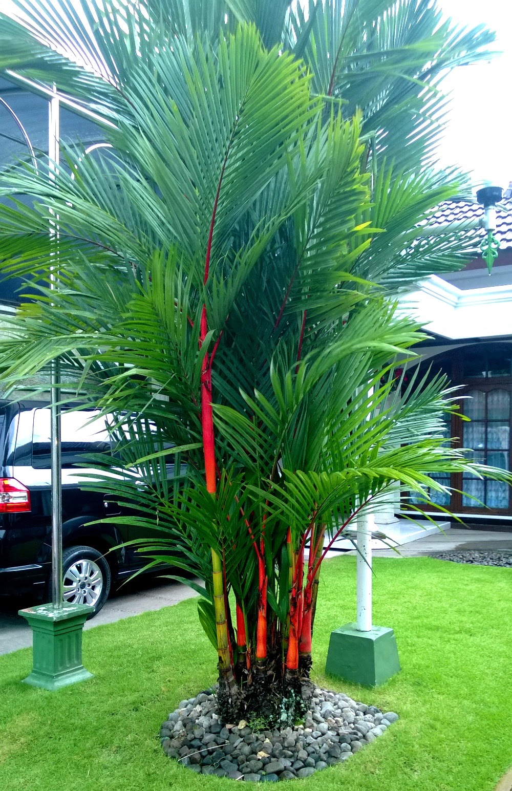 Tani Sejahtera Nursery: Jual Pohon Palem di Lampung