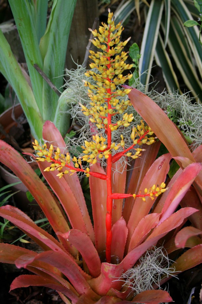 Bromeliads "My Collection": Aechmea, Billbergia,Guzmania, Honey Bird ...