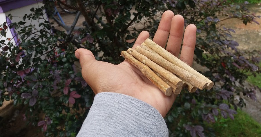 Tata Cara Bersiwak Dan Sejuta Manfaatnya - Teh Goyang