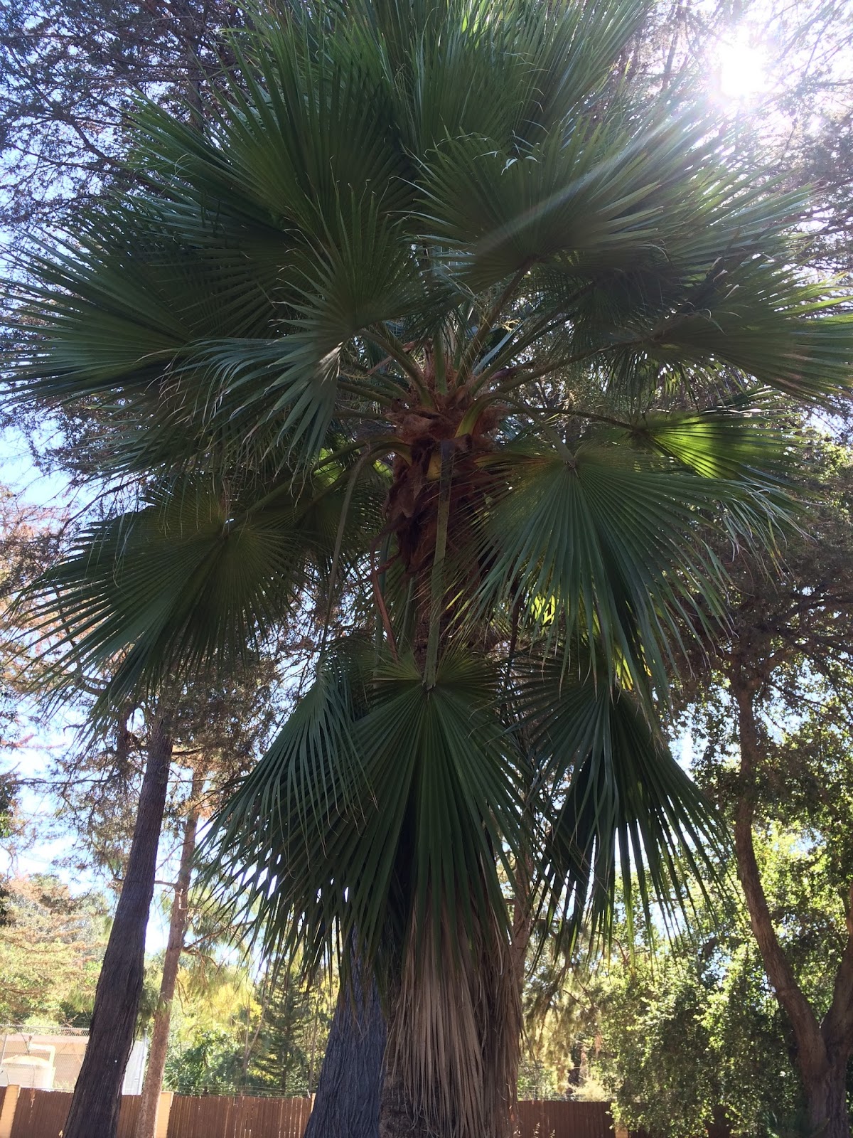 P8 Brahea edulis (Guadalupe Palm)