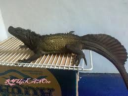 Memelihara Soa Layar | Momongrogo Reptil