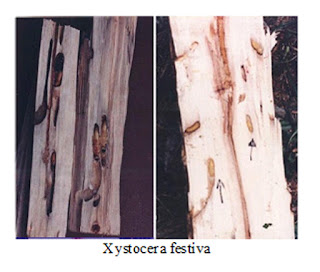 INFORMASI RIMBAWAN '91: HAMA PENGGEREK BATANG/ BOKTOR (xystrocera festiva)