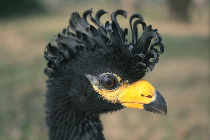 Blog do Kenzo: Mutum