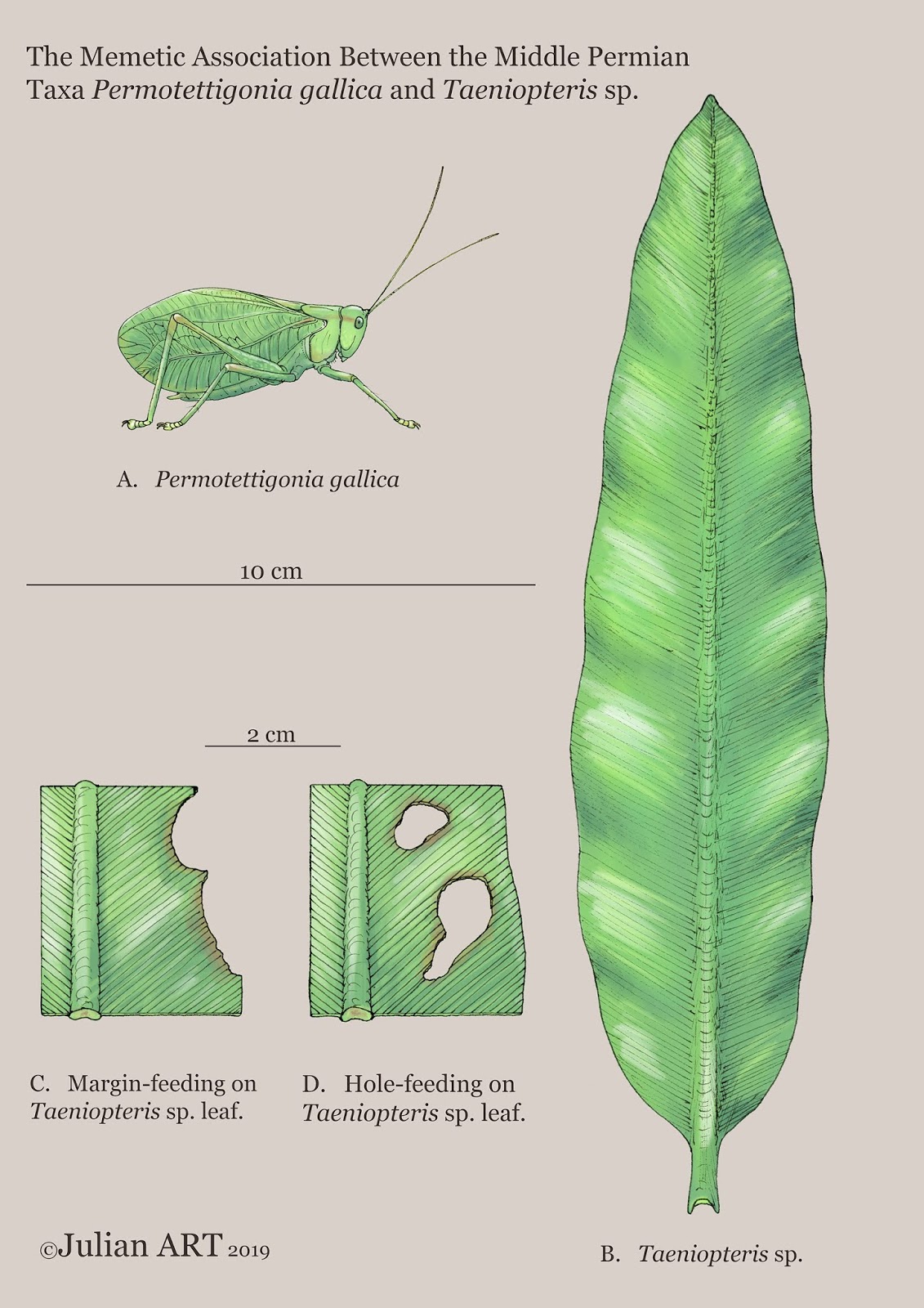 Sneaky Flies and Ginkgo Leaves: The Story of Plant Mimesis in Fossil ...