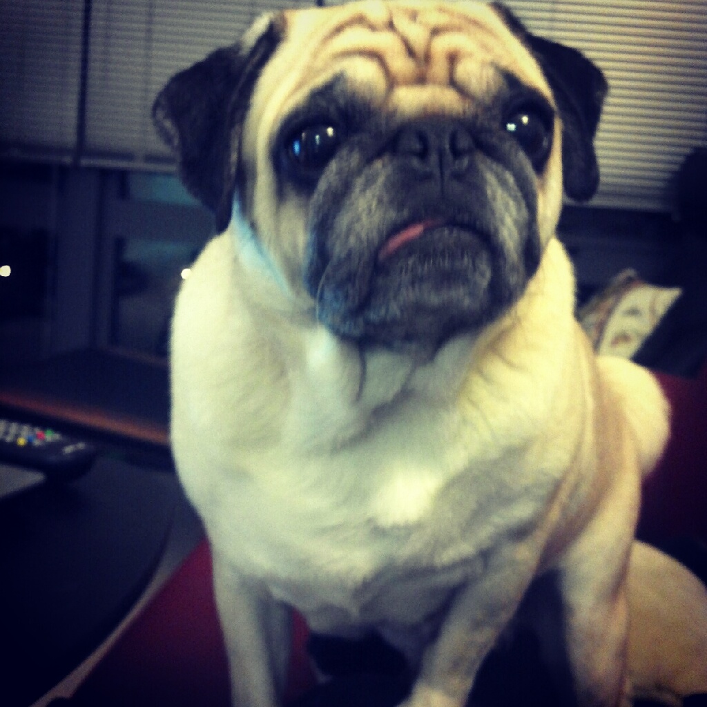 Lil Smug Pug: The Dangers of Alcohol