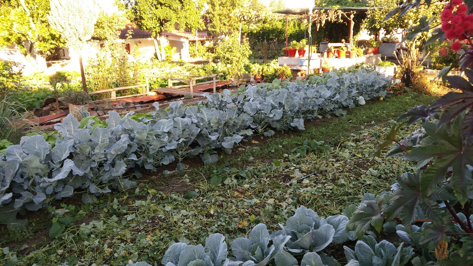 A HORTA DO JOÃO: Couves e repolhos