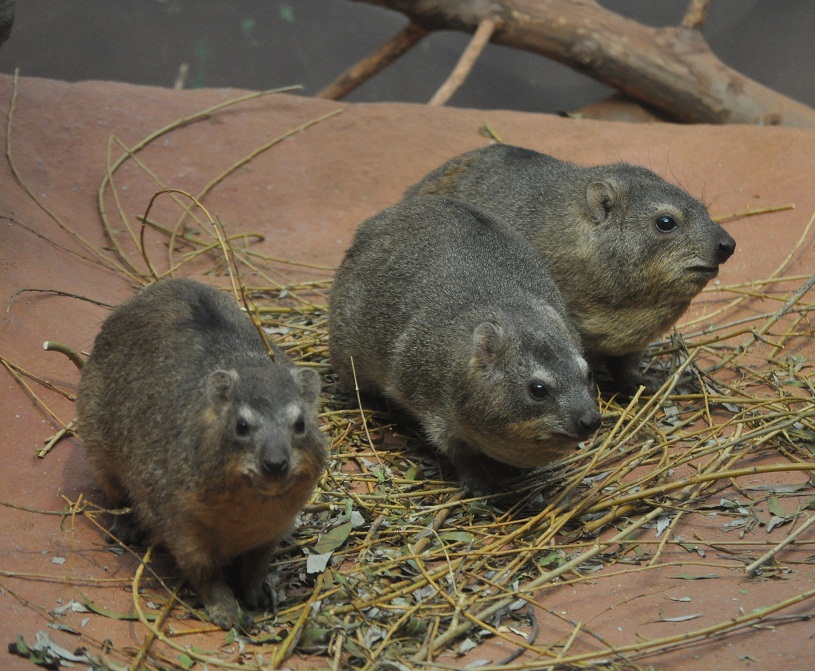 ZOOTOGRAFIANDO (6.100 ANIMALS): DAMÁN DEL CABO / CAPE HYRAX (Procavia ...