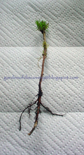 Garden of Discovery: Low Tech Lavender Propagation