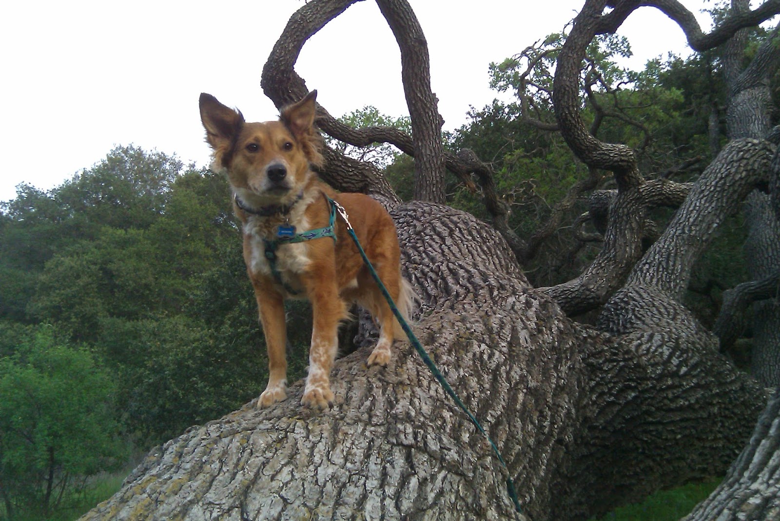 Catahoula Leopard Dog Climbing Tree