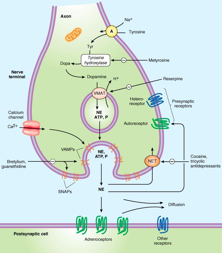 Adrenergic Transmission ~ Drugs & Therapeutics