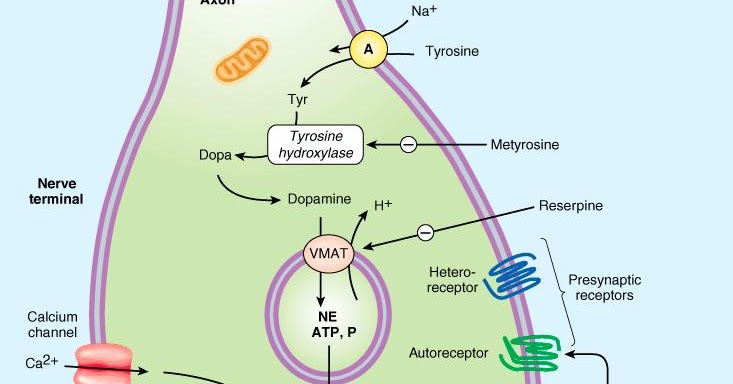 Adrenergic Transmission ~ Drugs & Therapeutics
