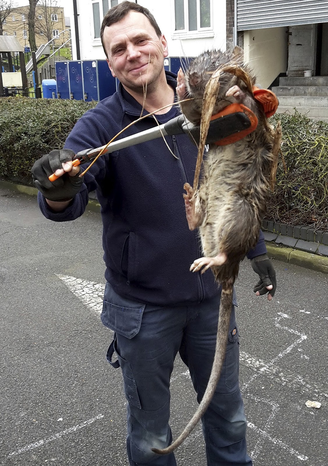 BLOG DO CLEUBER CARLOS: Rato Gigante é Capturado na Inglaterra