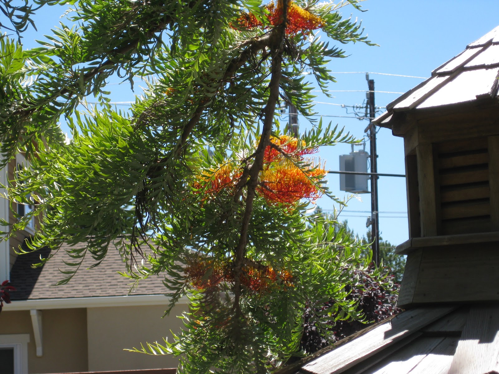 Trees of Santa Cruz County: Grevillea robusta - Silk Oak