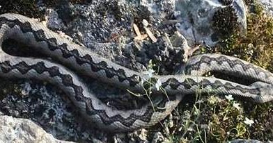 French Mountain Lizards