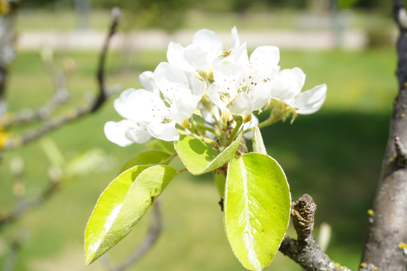 Plantas de Huerta Otea, Salamanca: Perl de Callery, peral de flor ...