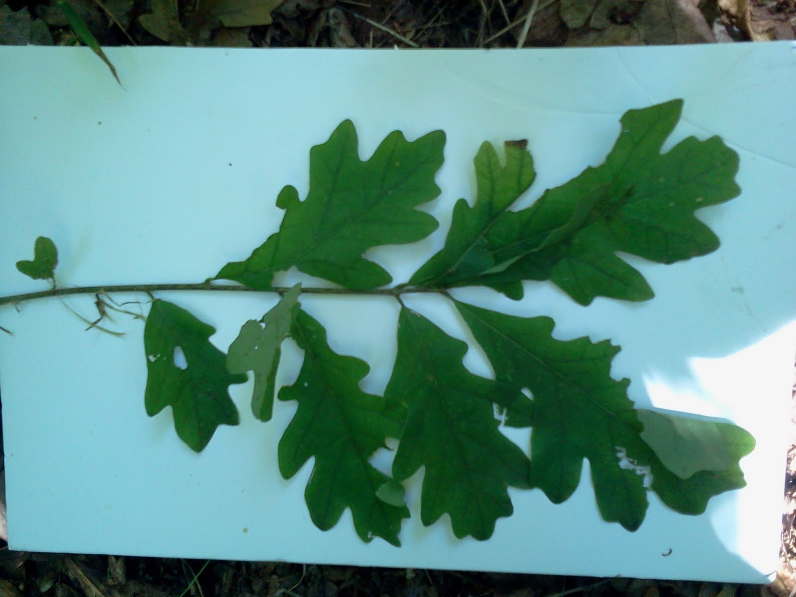 Colegrove's WV Forest and Rail adventures: Cabell County Tree ...