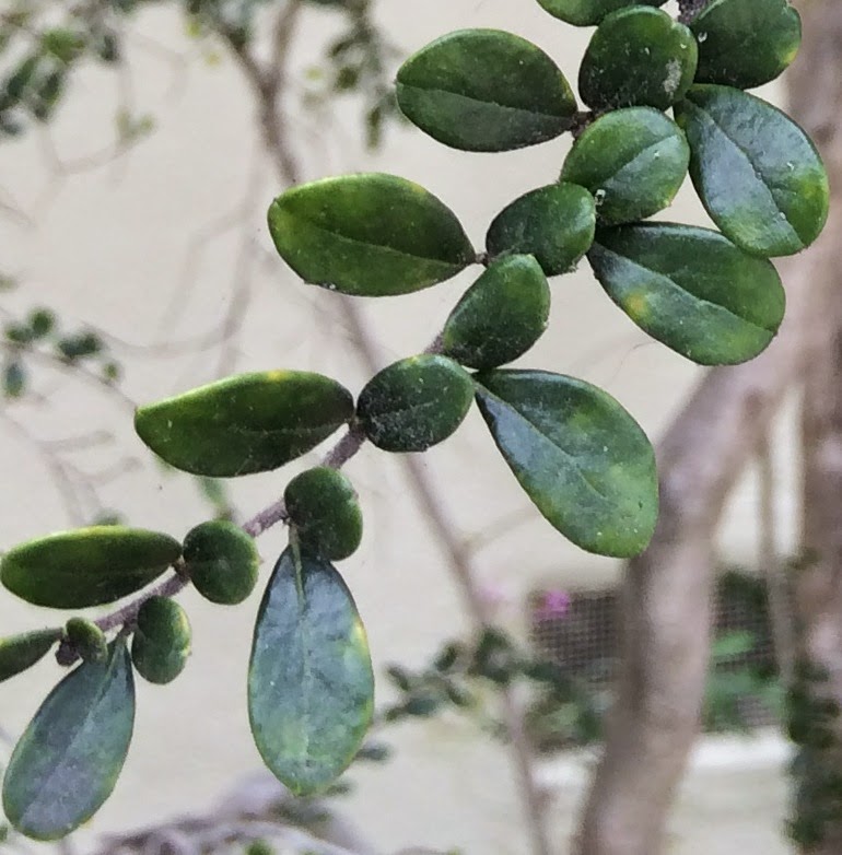 Trees of Santa Cruz County: Azara microphylla - Boxleaf Azara