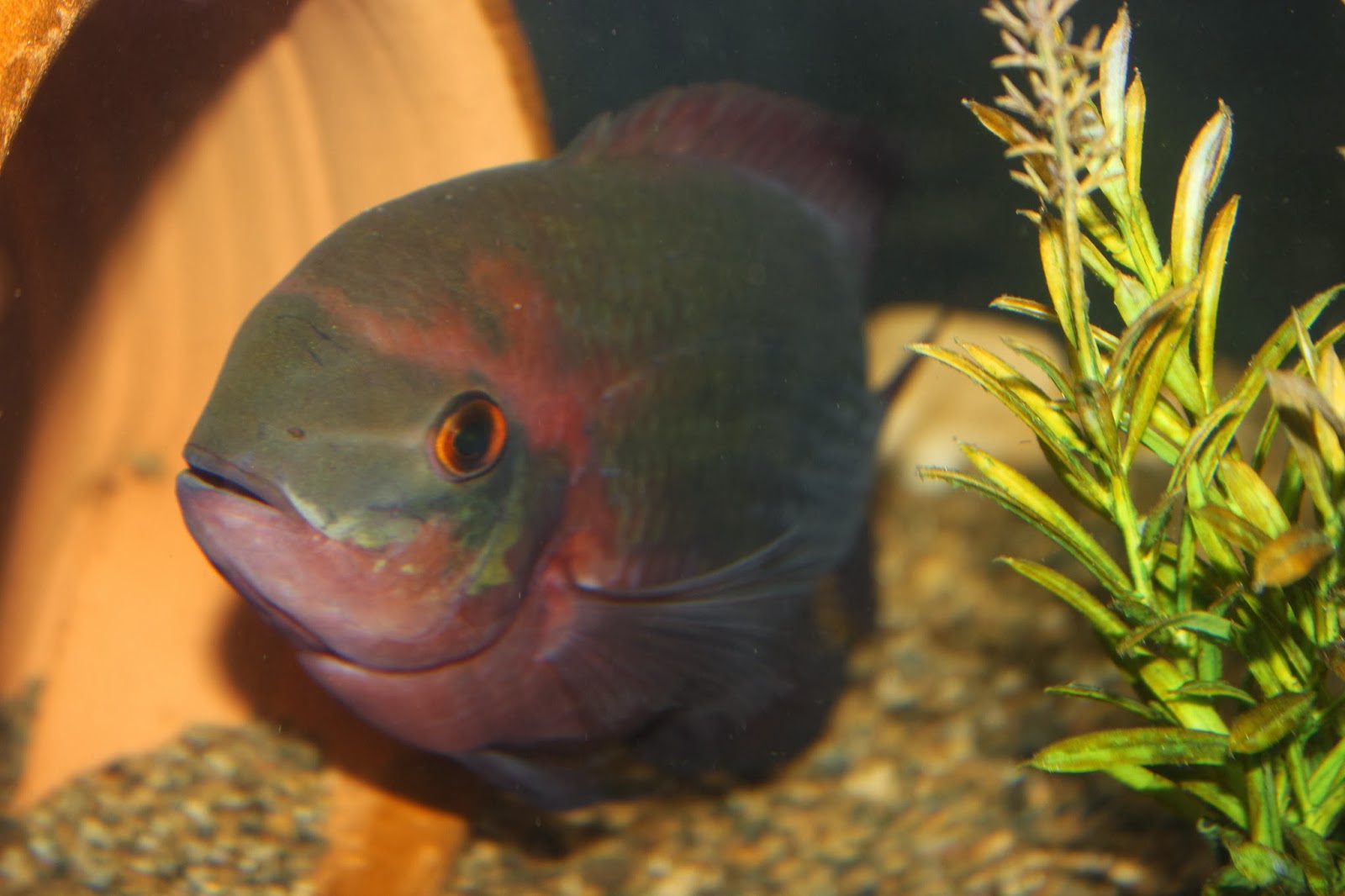 Amazing Fish: Hypselecara Temporalis