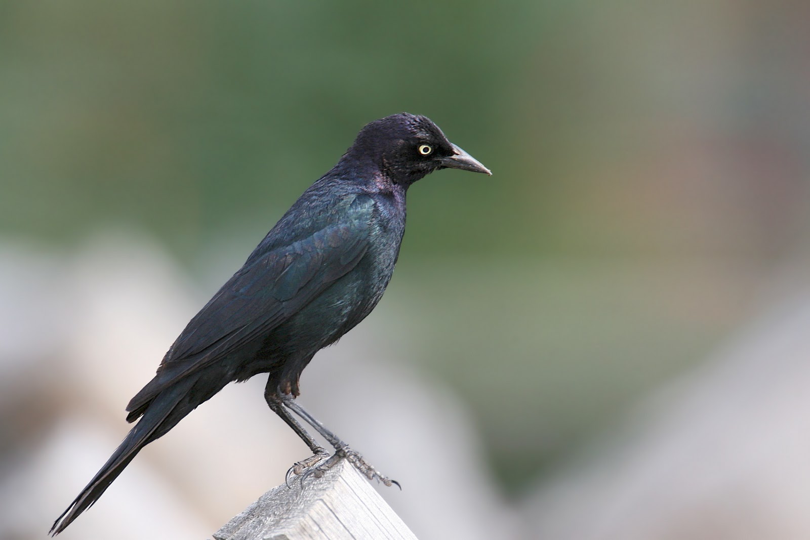 Birds: Brewer's Blackbird