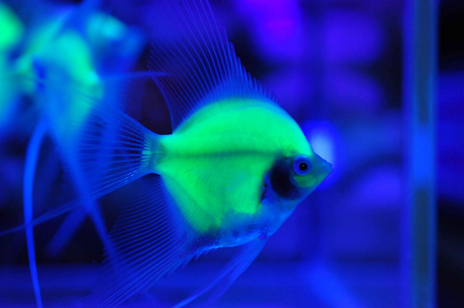 Taiwan Luminous Angelfish