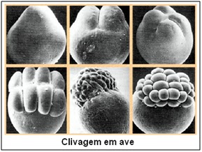 Blog de Biologia: Embriologia