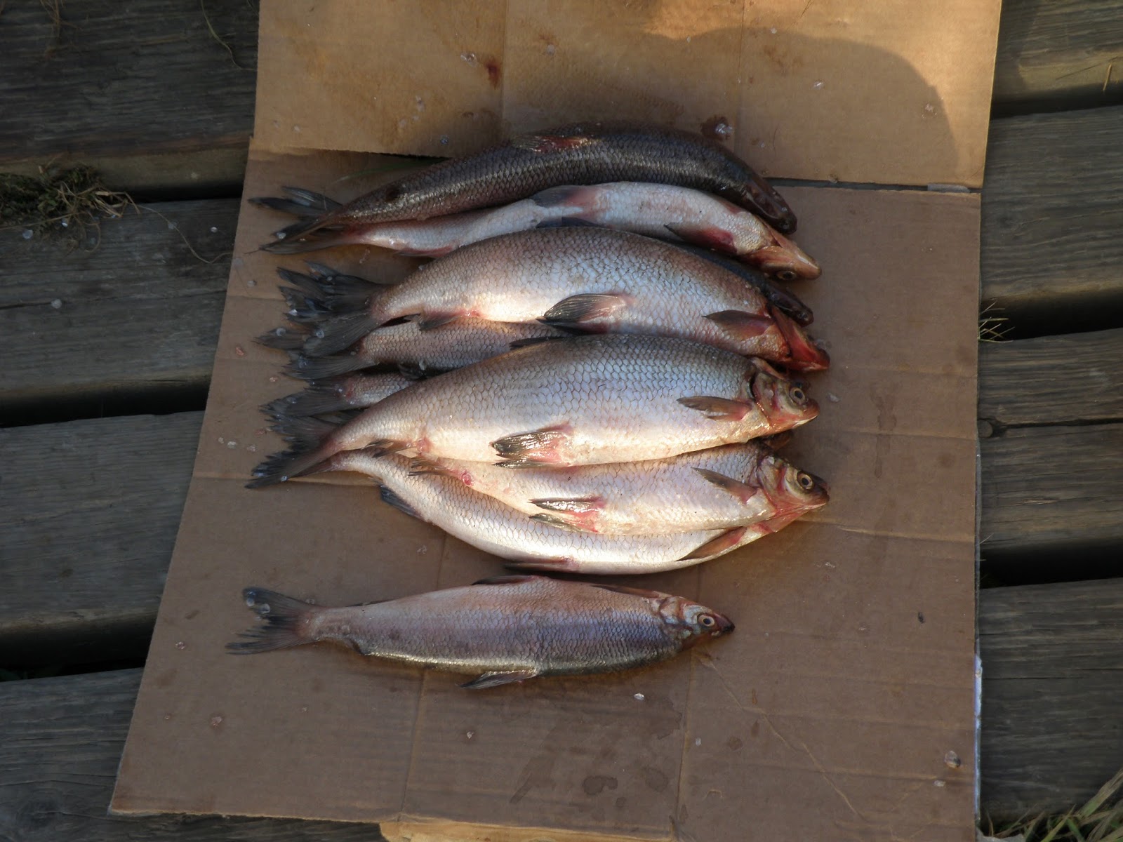 The Hall's Day-to-Day in AK: Stink Fish: A Native Food