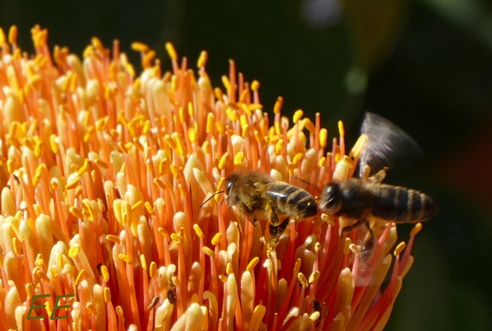 Mallorca es así también: La Primavera de los Insectos