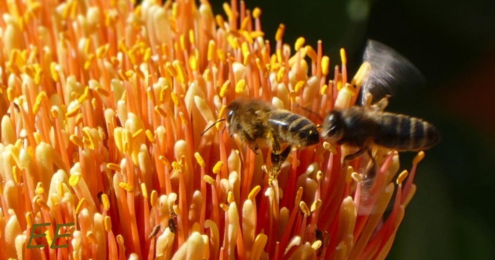 Mallorca es así también: La Primavera de los Insectos