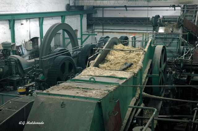 Comercio Desigual: Caña de azúcar, por Camila Rothlisberger