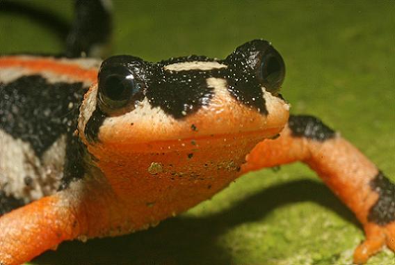 The Last of the Luristan Newts | Featured Creature