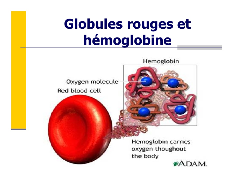 Méthémoglobine et polyglobulie -Dr.Otmani ~ COURS de la pharmacie