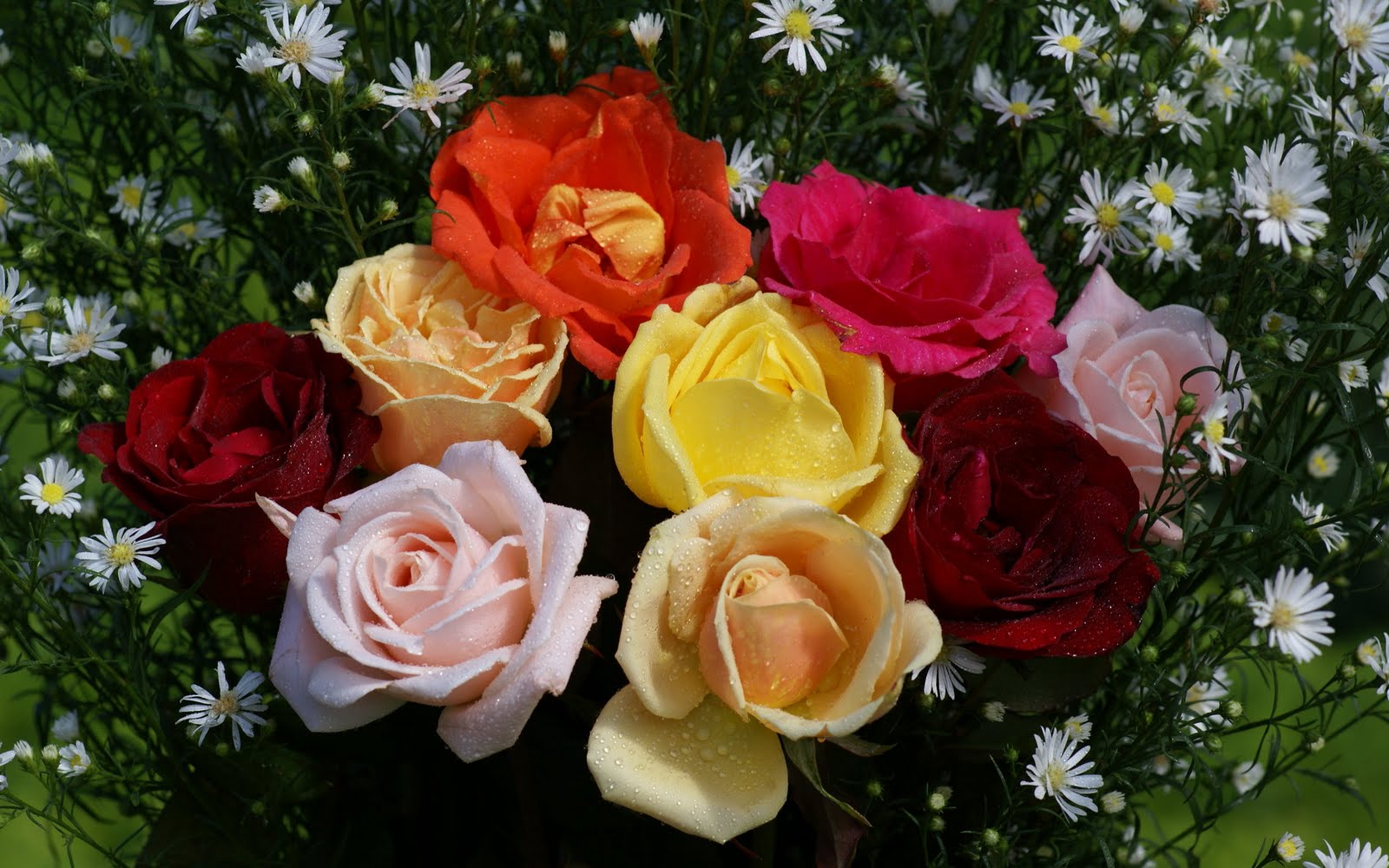 Beautiful Roses Pictures ~ Zee Post