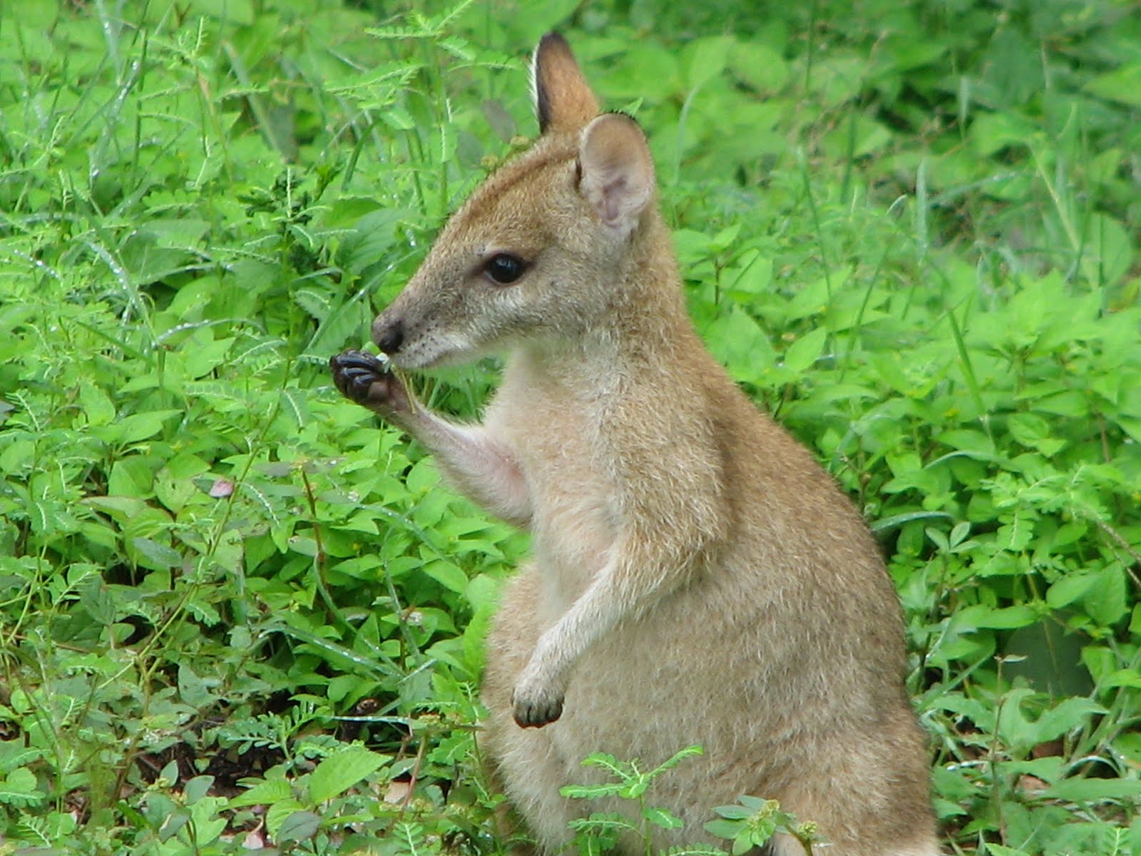 World All Animals: Wallaby Profile