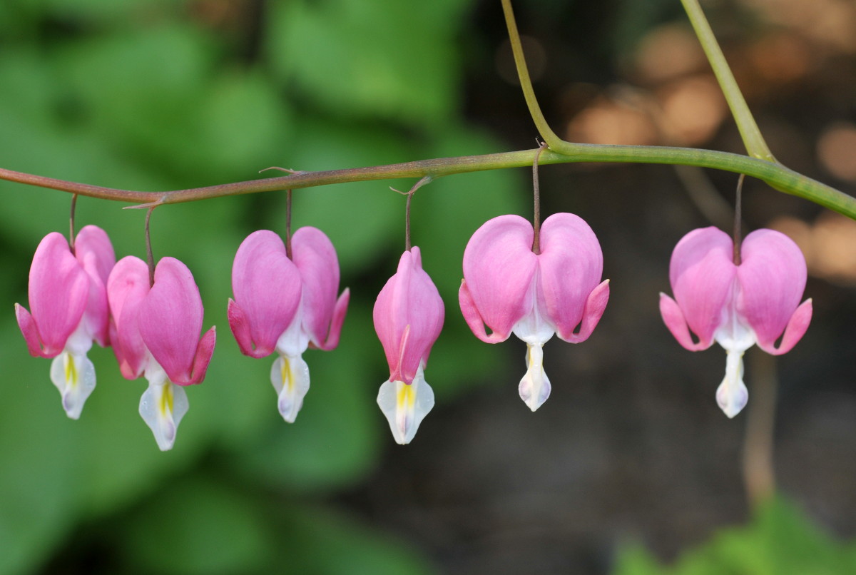 Real Monstrosities: Bleeding Heart