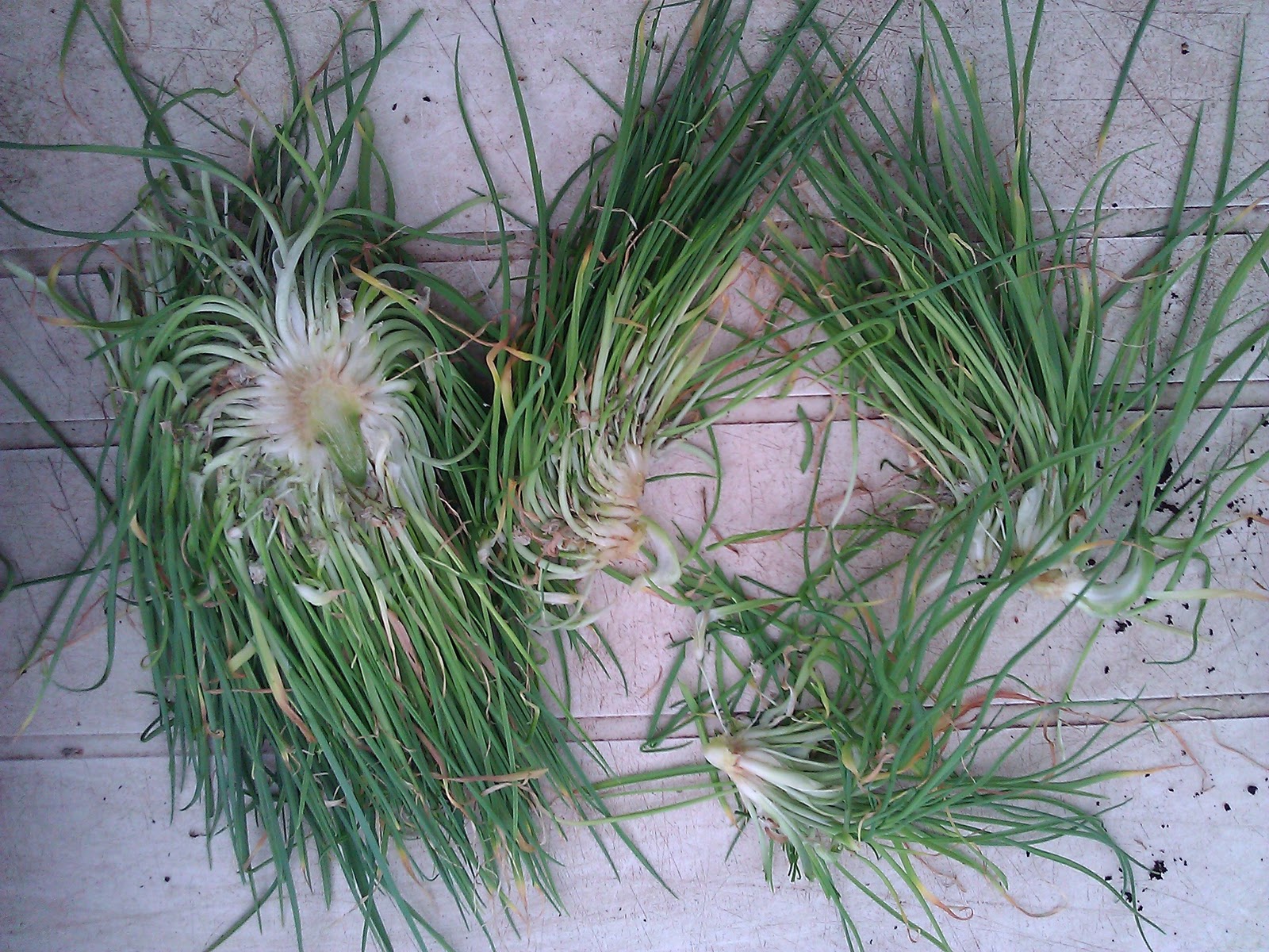 PAULS ALLOTMENT DIARY: More on Leeks and Leek Grass