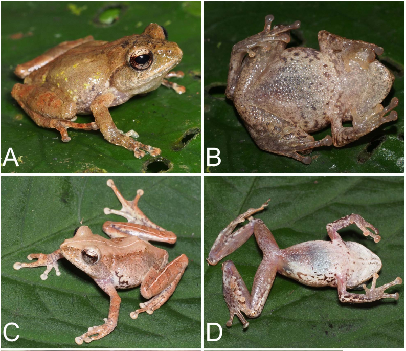 4 Spesies Katak Baru Ditemukan di Sumatra - Biologizone