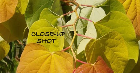 Jackson Nursery: The Rising Sun