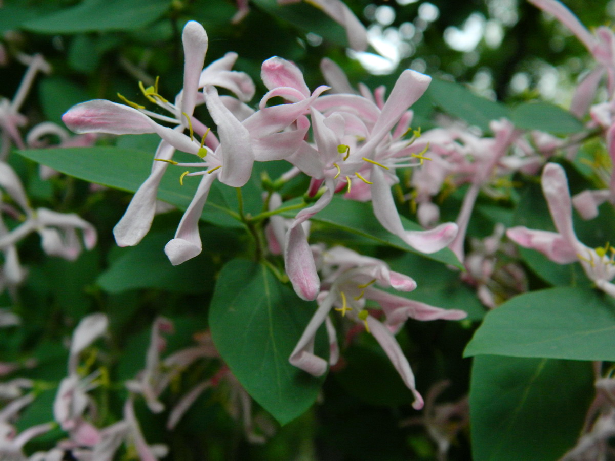 LA MULTI ANI, ROMANIA!: Caprifoi roz