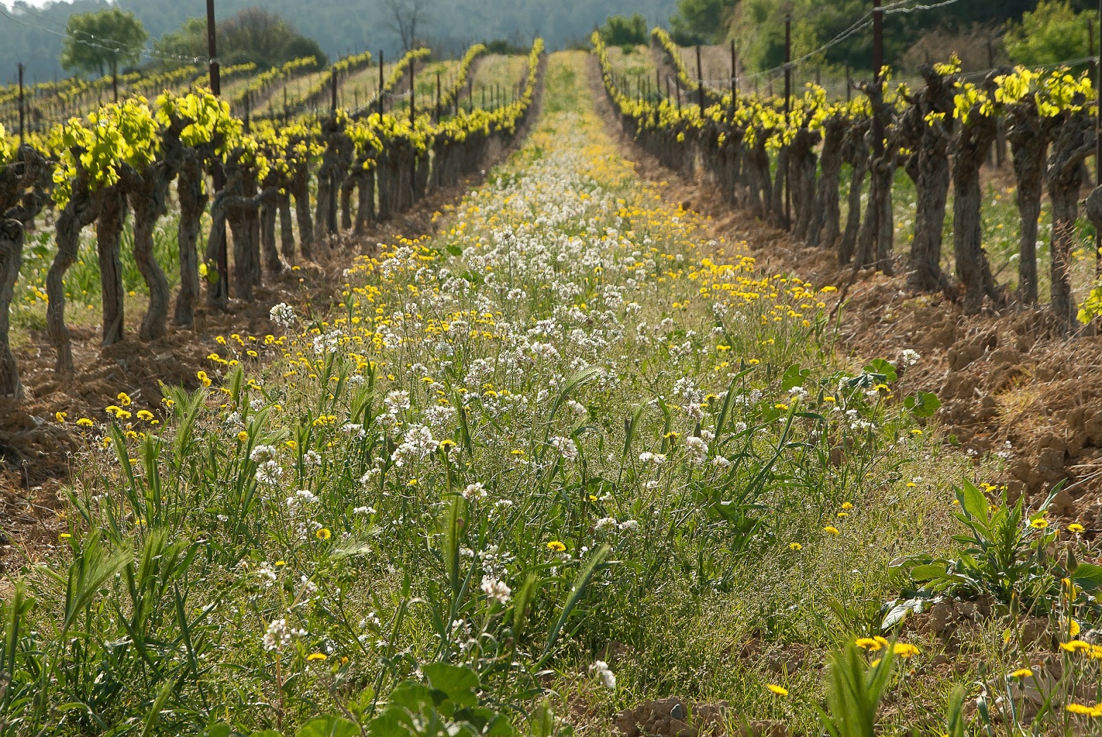 Viticulture in Ireland: Cover crops and companion plants